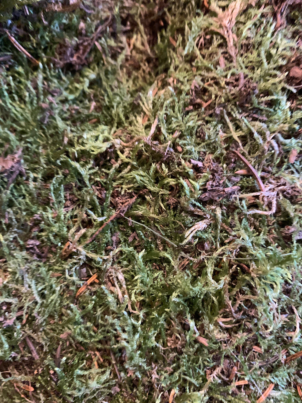 Dried Sheet Moss – Everything Botanical